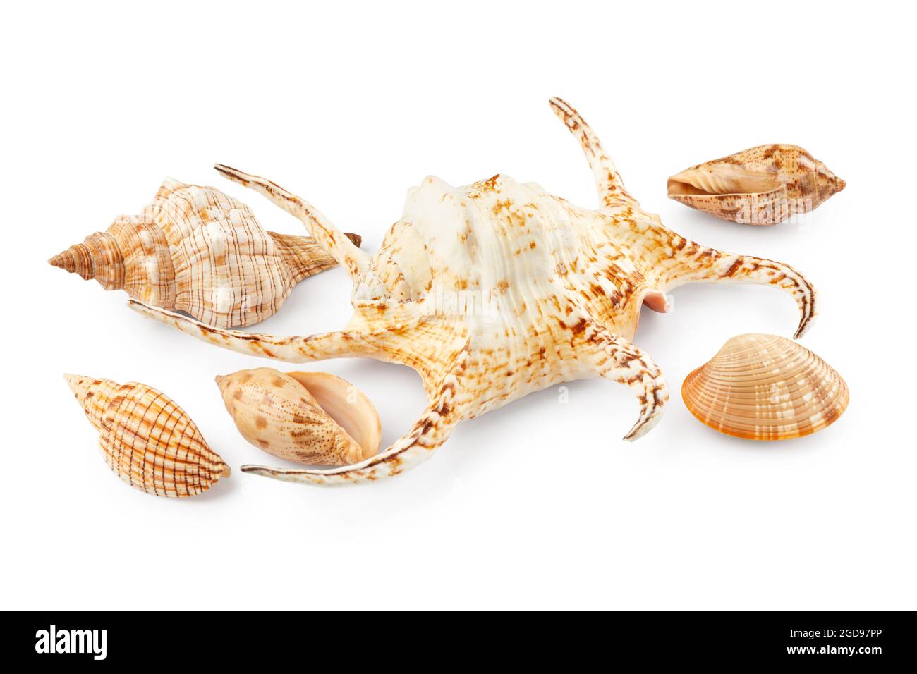 Seashells isolated on white background Stock Photo - Alamy