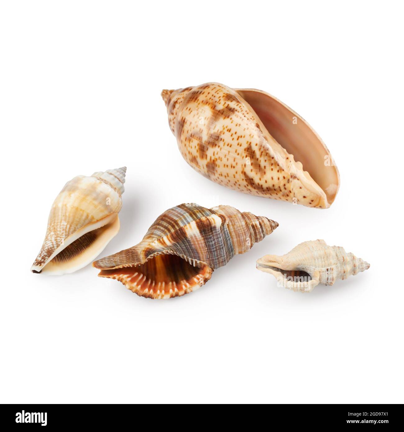 Different seashells isolated on white background Stock Photo - Alamy