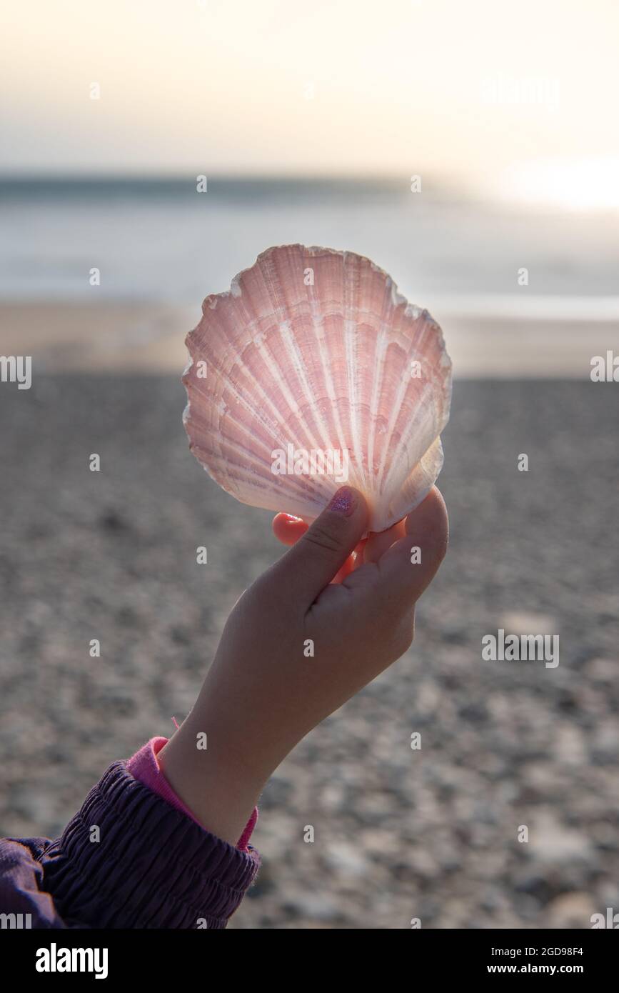 Hand holding seashell hi-res stock photography and images - Alamy