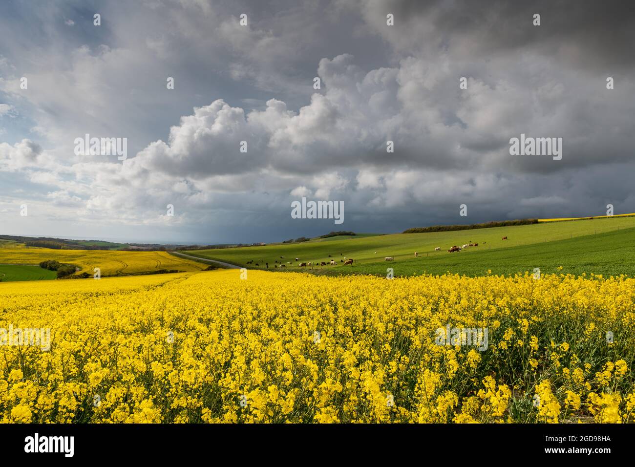 Champ de Colza en fleur, France, Côte d'opale Stock Photo - Alamy