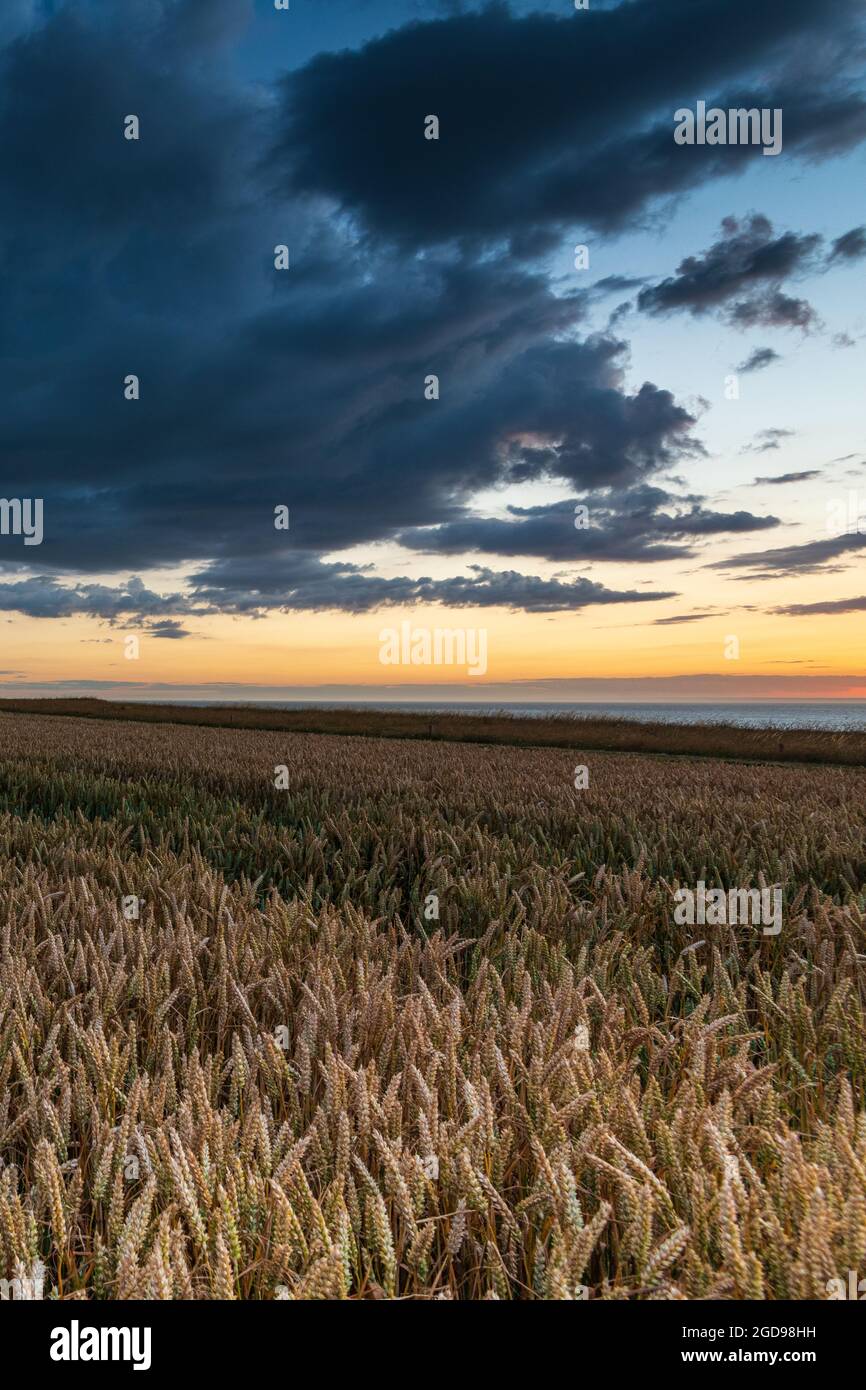 wheat field on the opal coast Stock Photo - Alamy