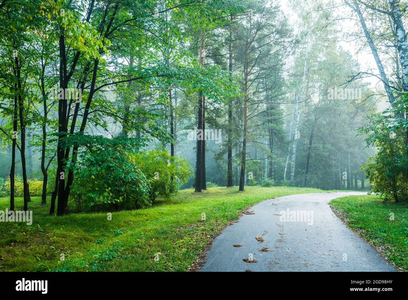 Pathway through beautiful summer forest with different trees Stock ...
