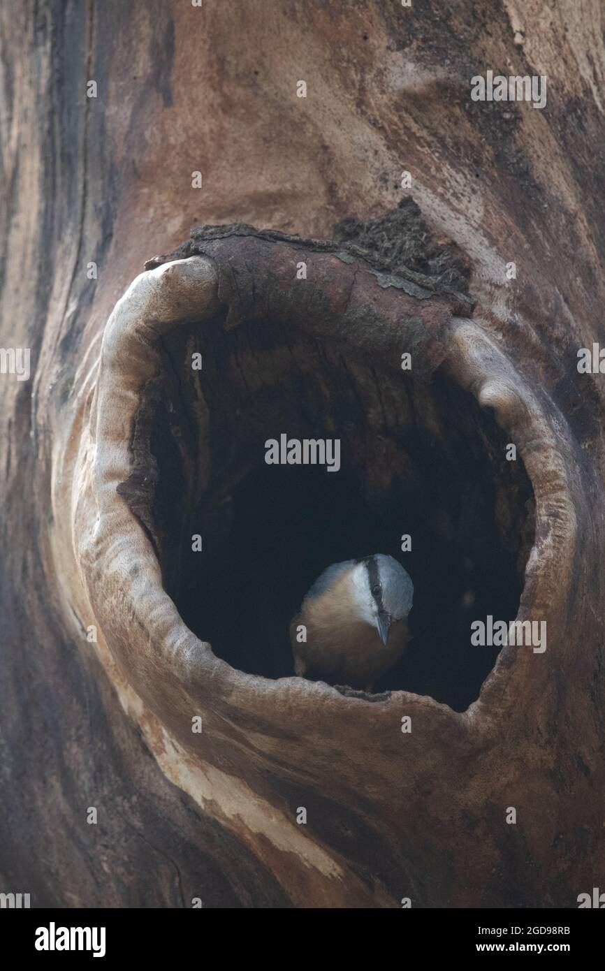 Nuthatch in a tree hole Stock Photo - Alamy
