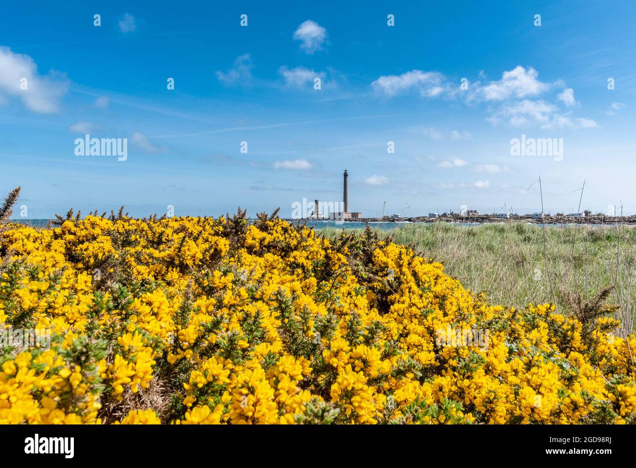 European gorse, with Gatteville lighthouse in the background, France ...