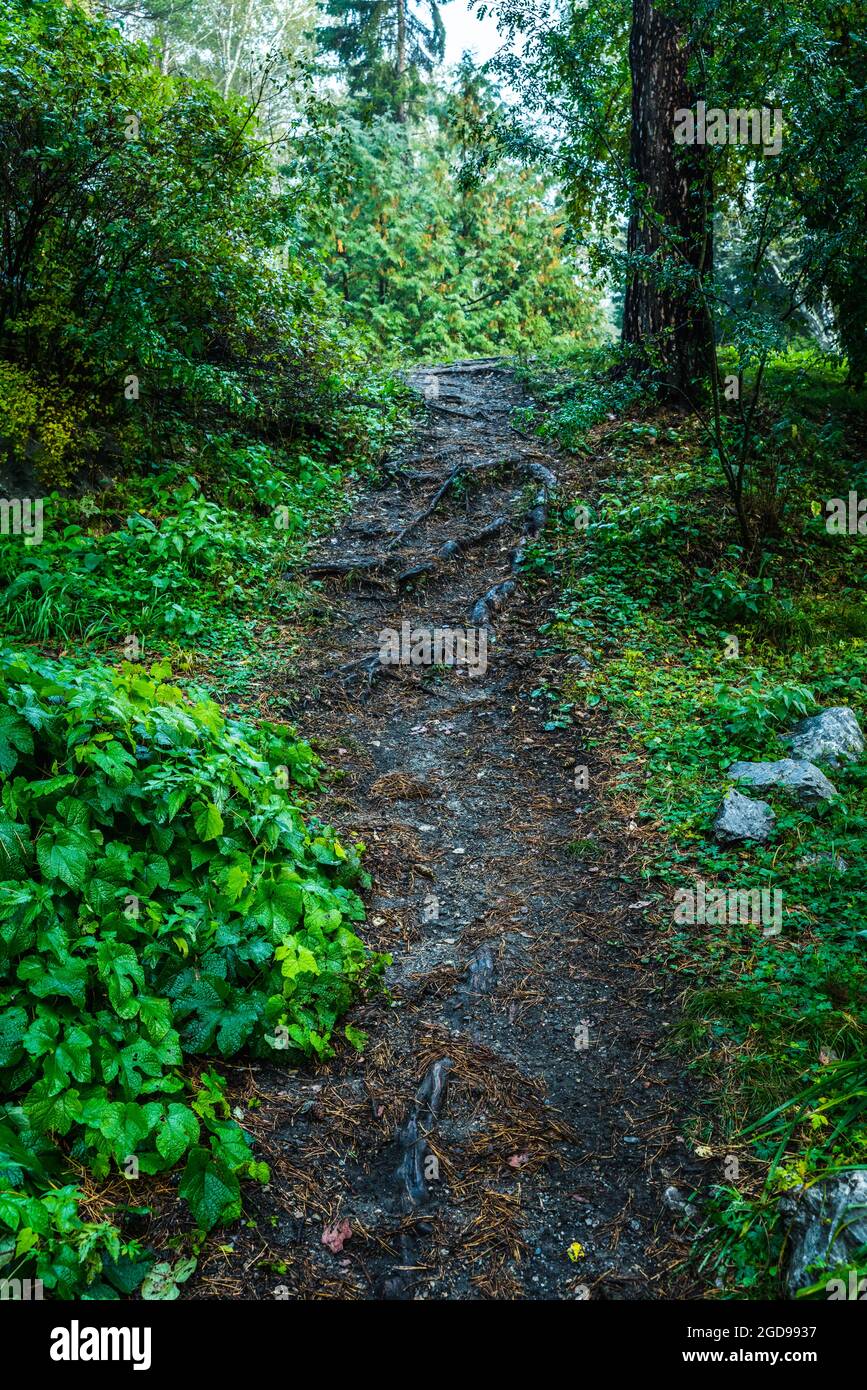 Pathway through beautiful summer forest with different trees Stock ...