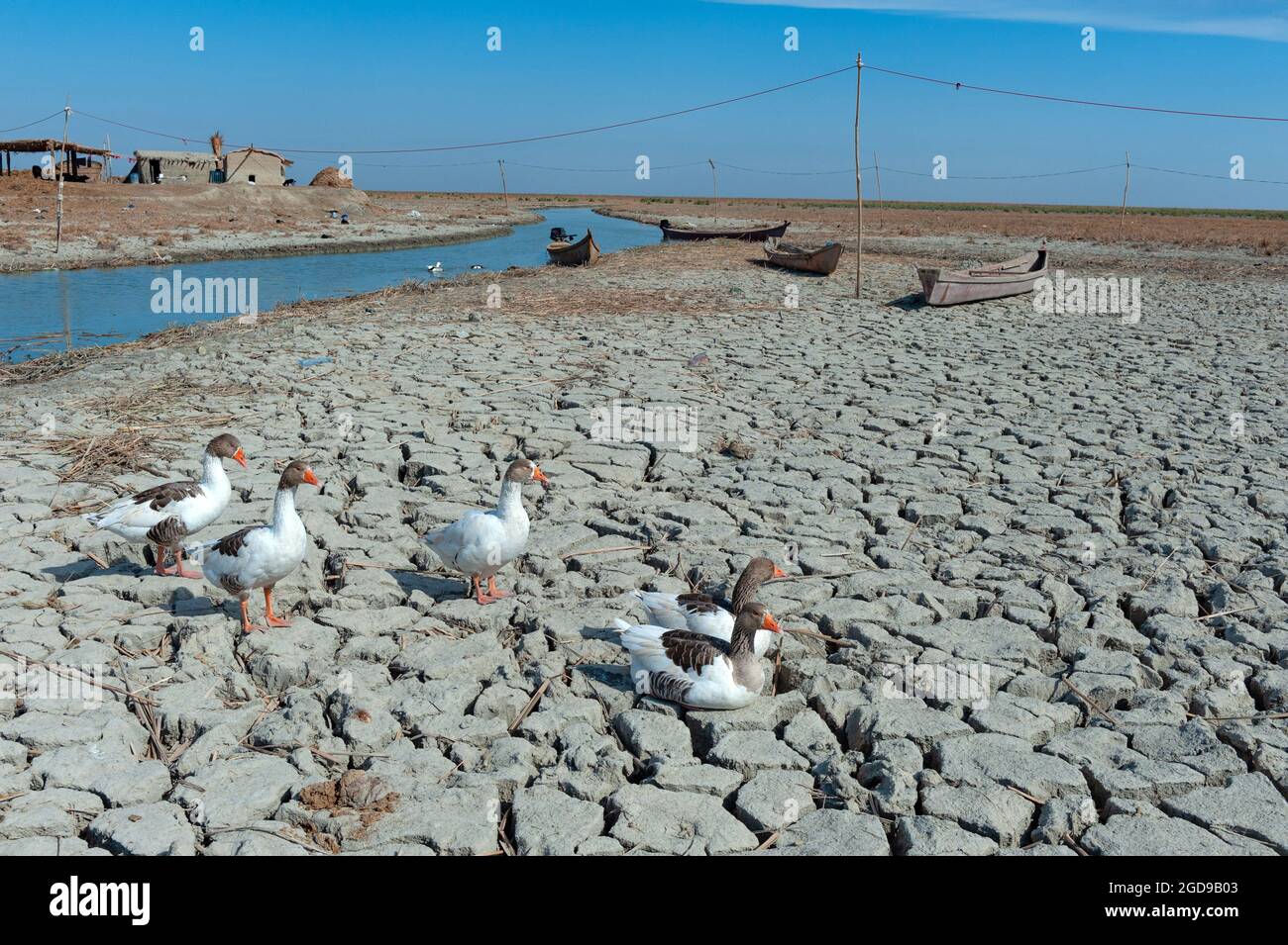 Al-Chibayish, Iraq. November 1st 2018 Ducks sitting on drought cracked ...