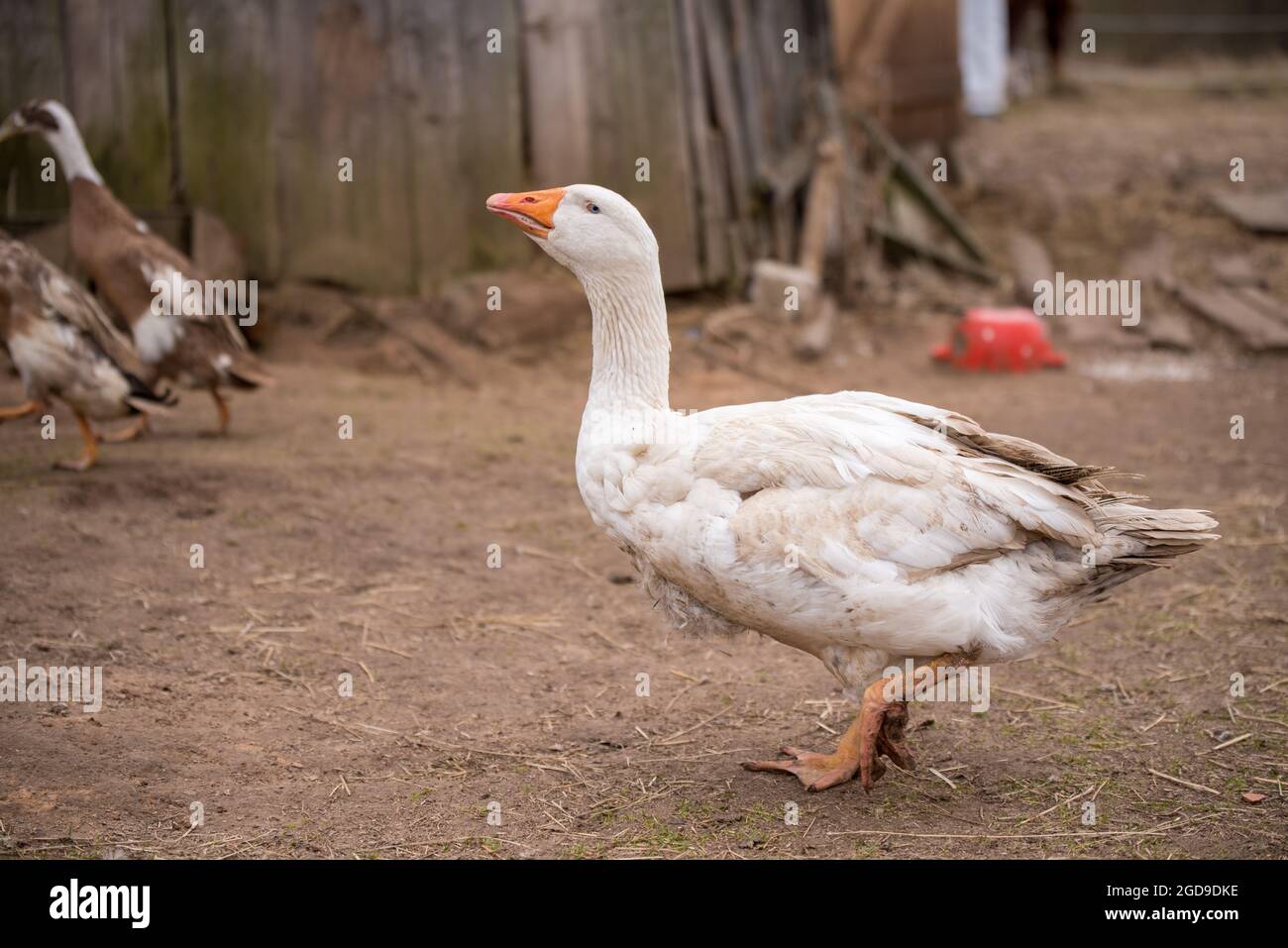 old white goose portait on nature outdoor Stock Photo - Alamy