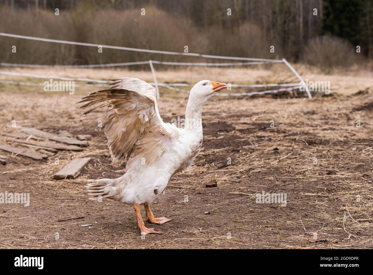 old white goose portait on nature outdoor Stock Photo - Alamy