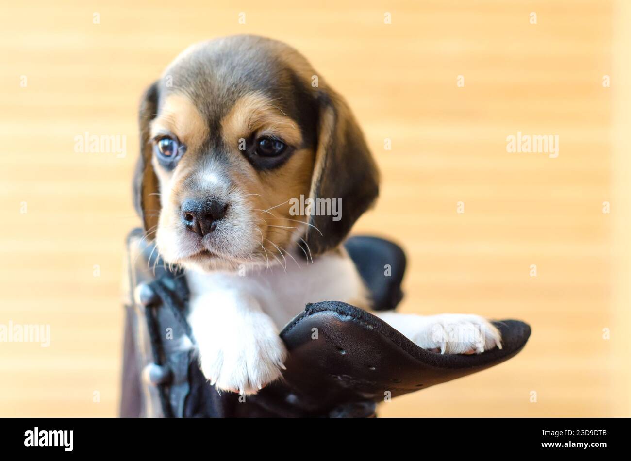 cute beagle puppy head closeup Stock Photo - Alamy