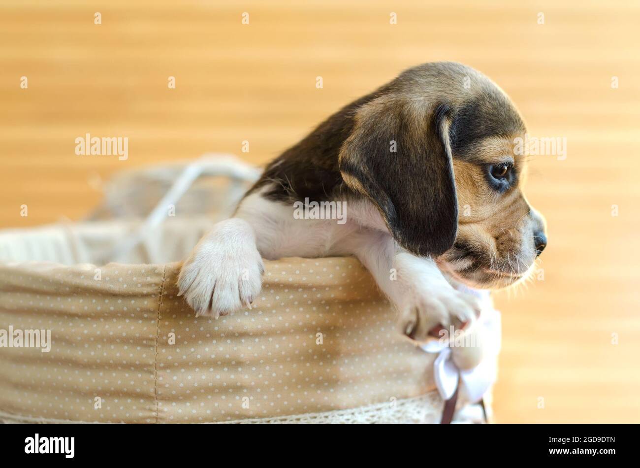 cute beagle puppy sitting in a basket Stock Photo - Alamy