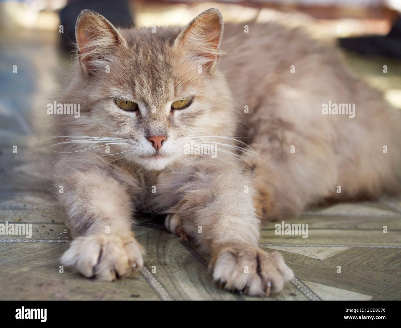 A fluffy gray cat is resting. Lying cat, close-up Stock Photo - Alamy
