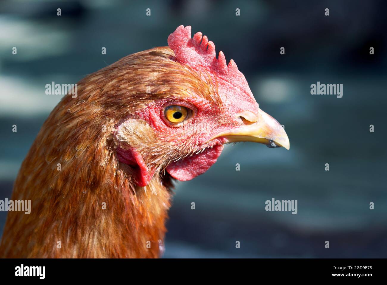 Chicken portrait side view, close-up. Portrait of a beautiful chicken ...