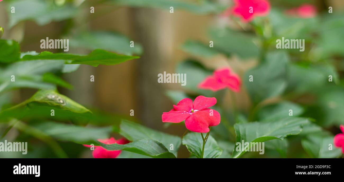 Impatiens balsamina, commonly known as balsam, garden balsam, rose ...