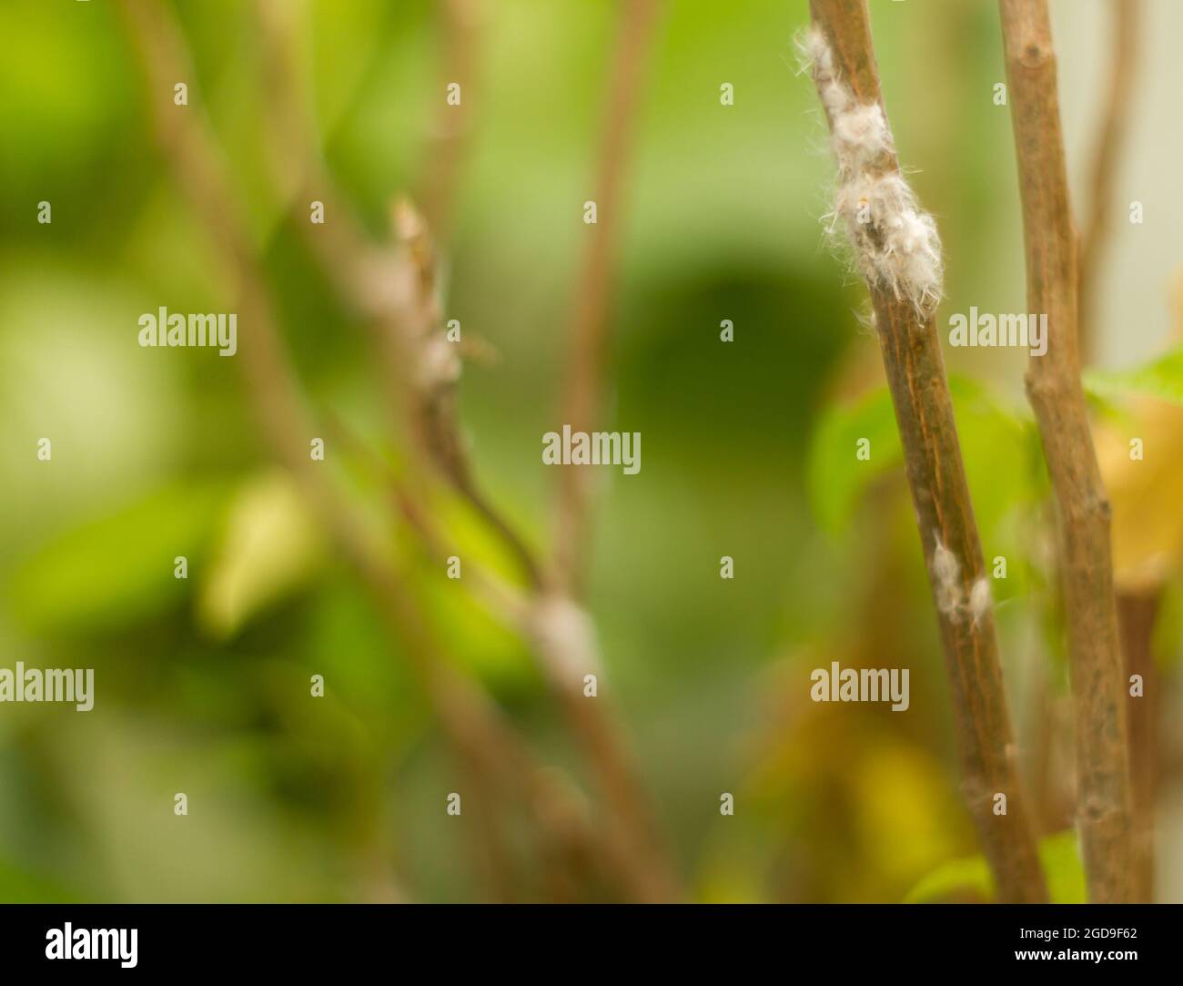Cotton bugs attack plants, sticking to stems or twigs or leaves Stock ...