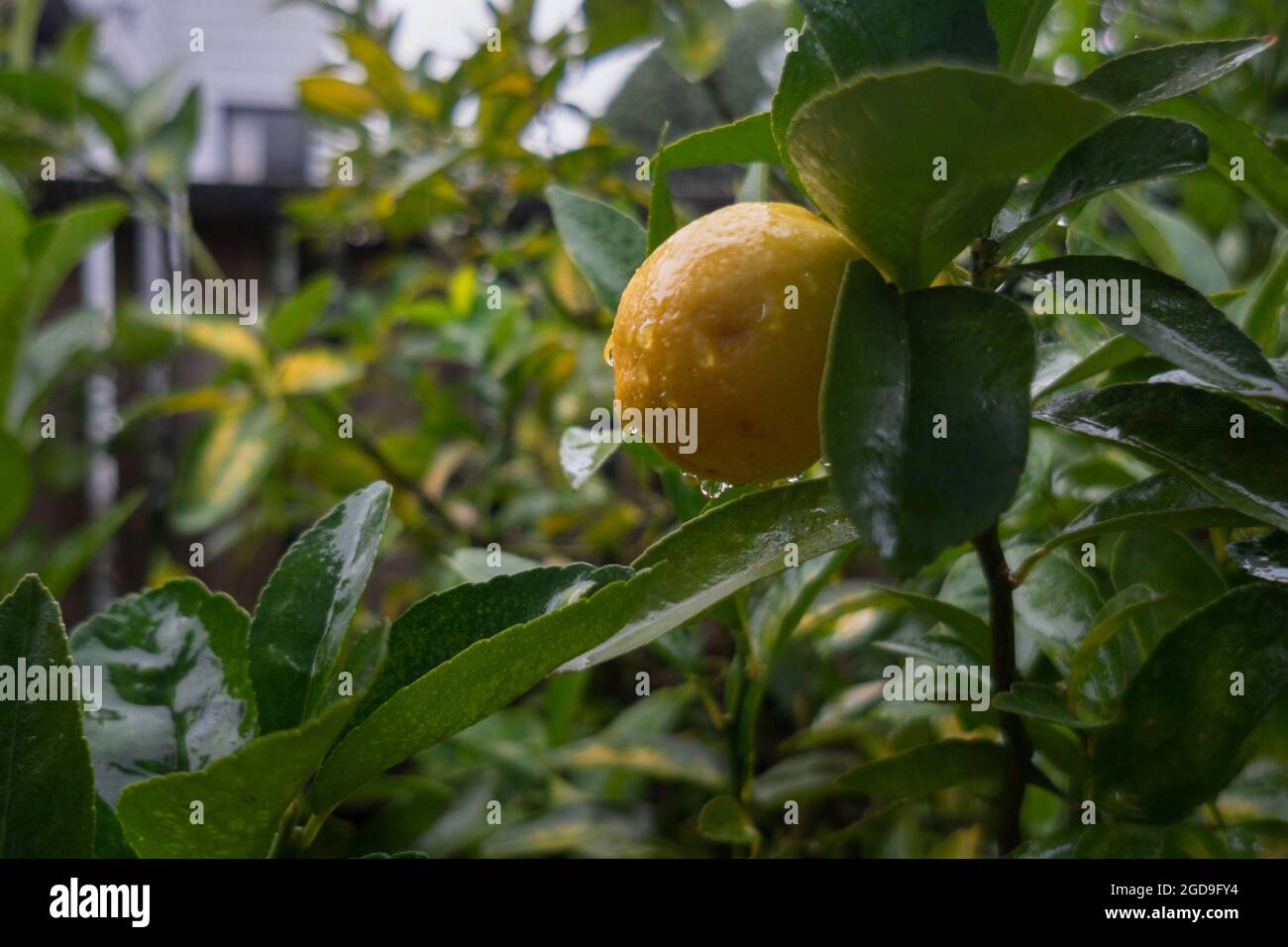 Lemon tree in the rain in the backyard with out-of-focus house and ...