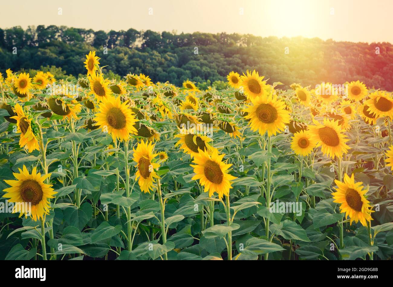 Beautiful sunflower field hi-res stock photography and images - Alamy