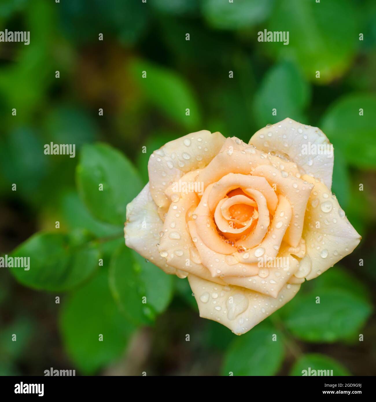 cream rose with water drops Stock Photo - Alamy