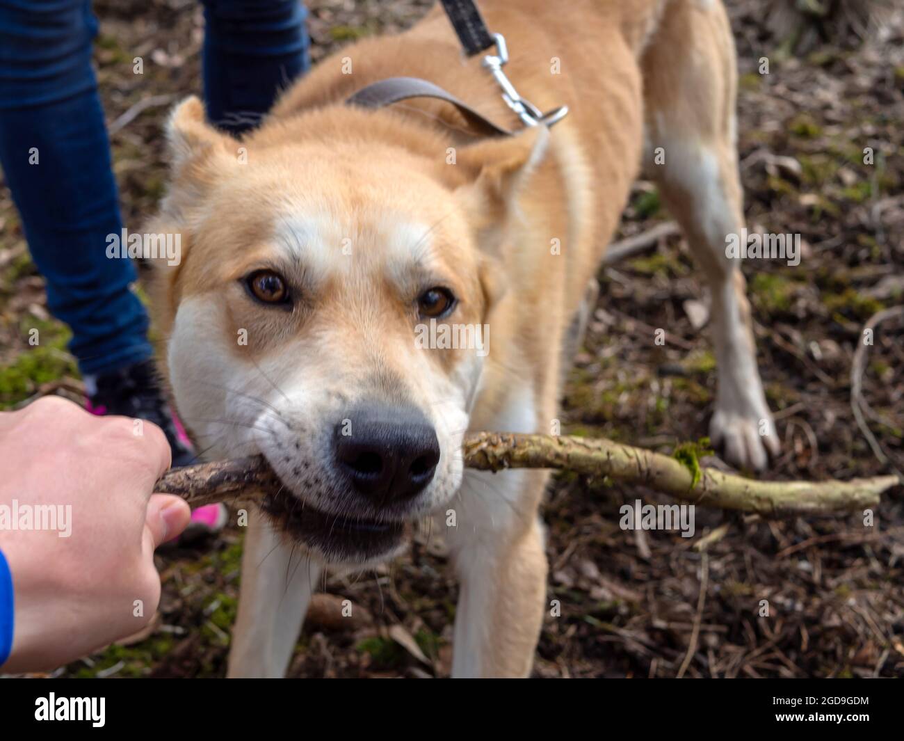 The dog pulling stick. Beautiful ginger dog, close-up portrait of red ...