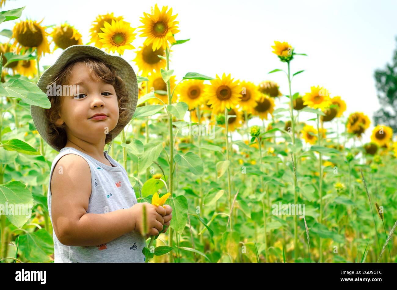 little boy in sunflower field Stock Photo - Alamy