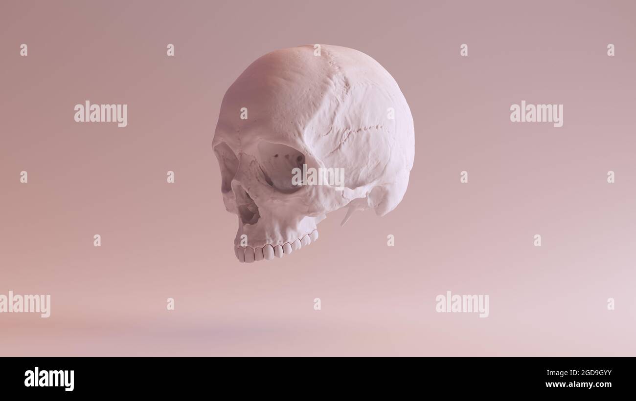 Human body medical diagram skeleton hi-res stock photography and images ...