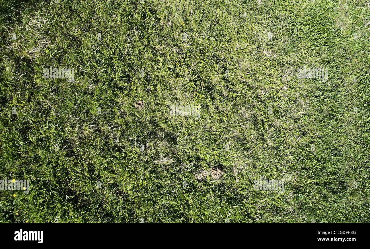 Green grass pattern in sunny light above drone top view Stock Photo - Alamy