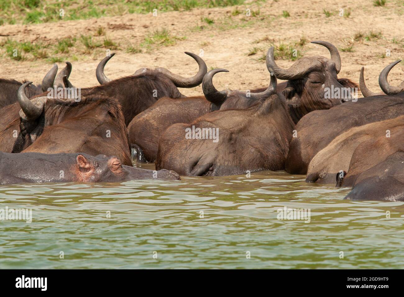 buffalos and hippo Queen Elizabeth Uganda Stock Photo - Alamy