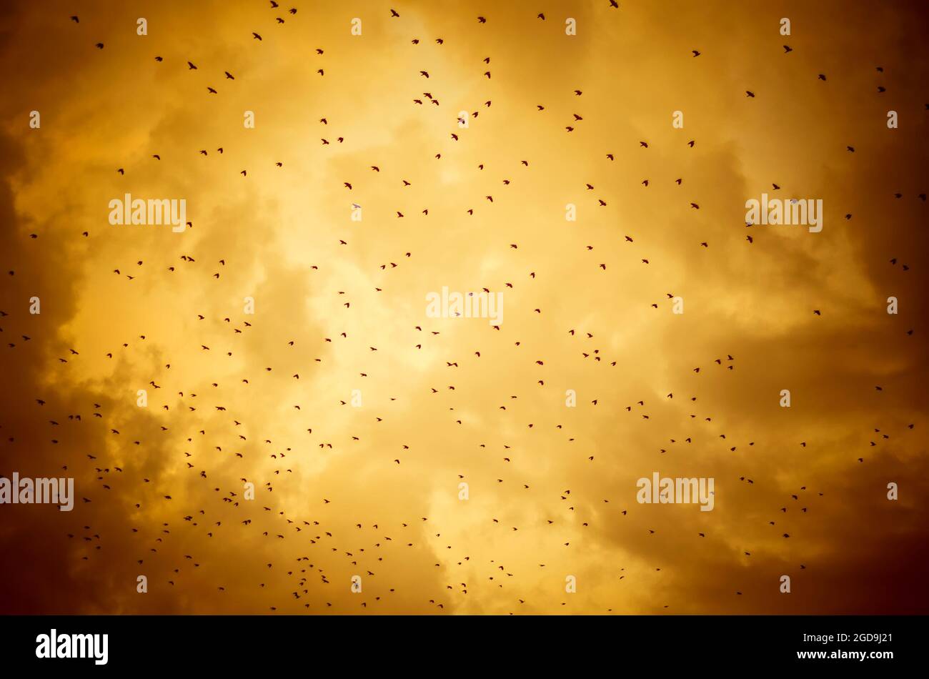 flock of crows flying in the sky Stock Photo - Alamy