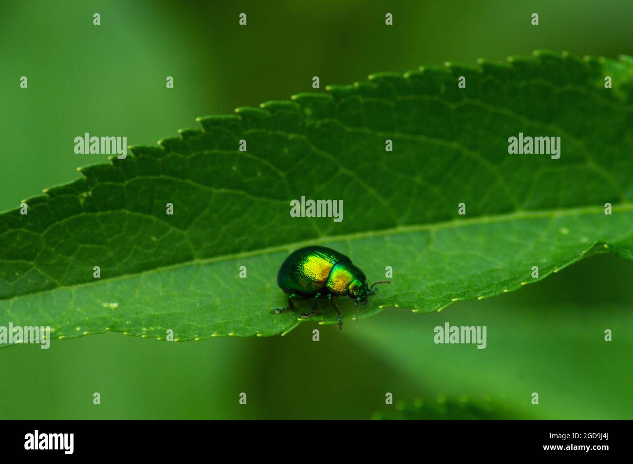 ladybug on leaf Stock Photo - Alamy
