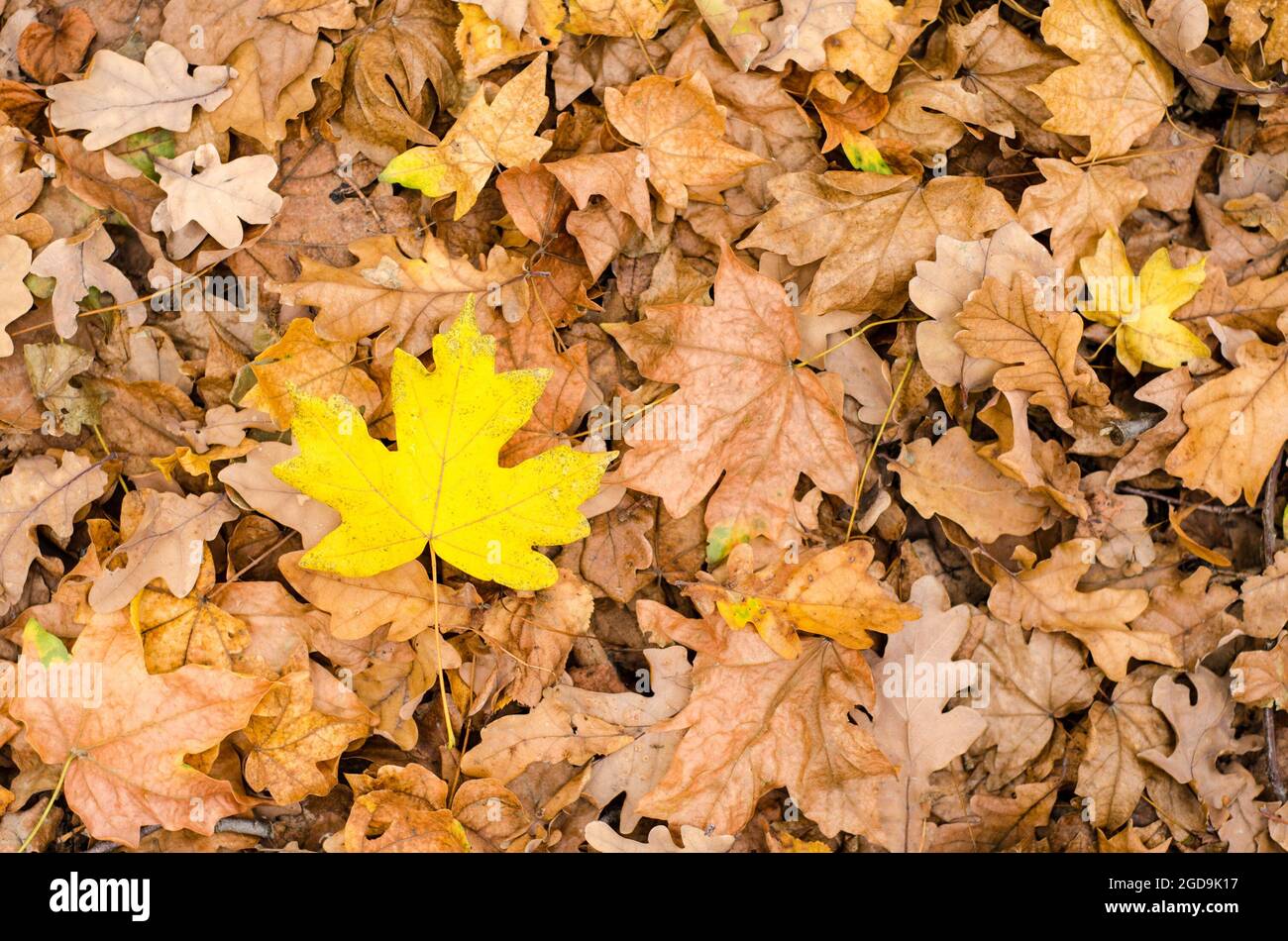 background from a lot of autumn leaves Stock Photo - Alamy