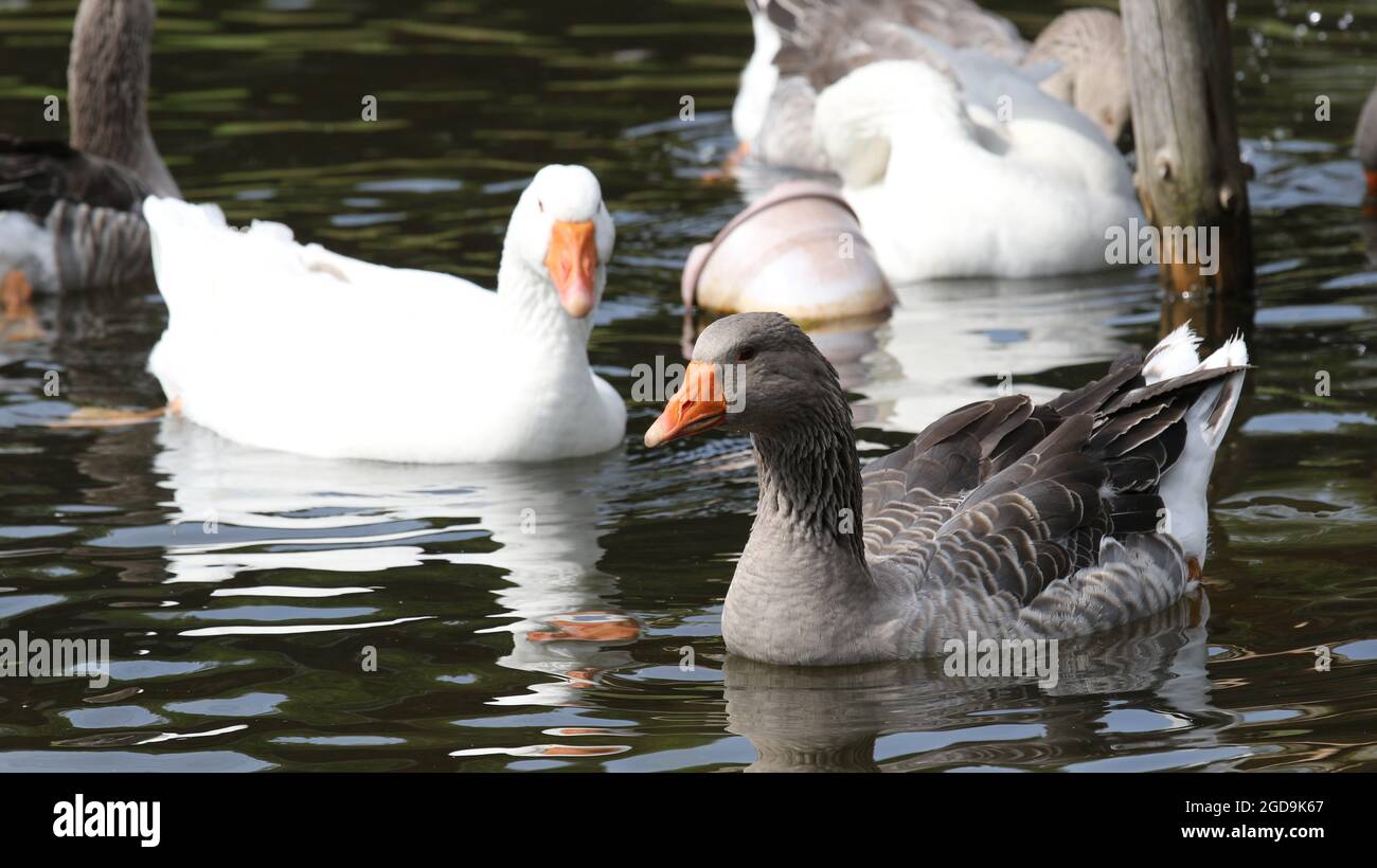Closeup of white and gray geese swimming in the water Stock Photo - Alamy