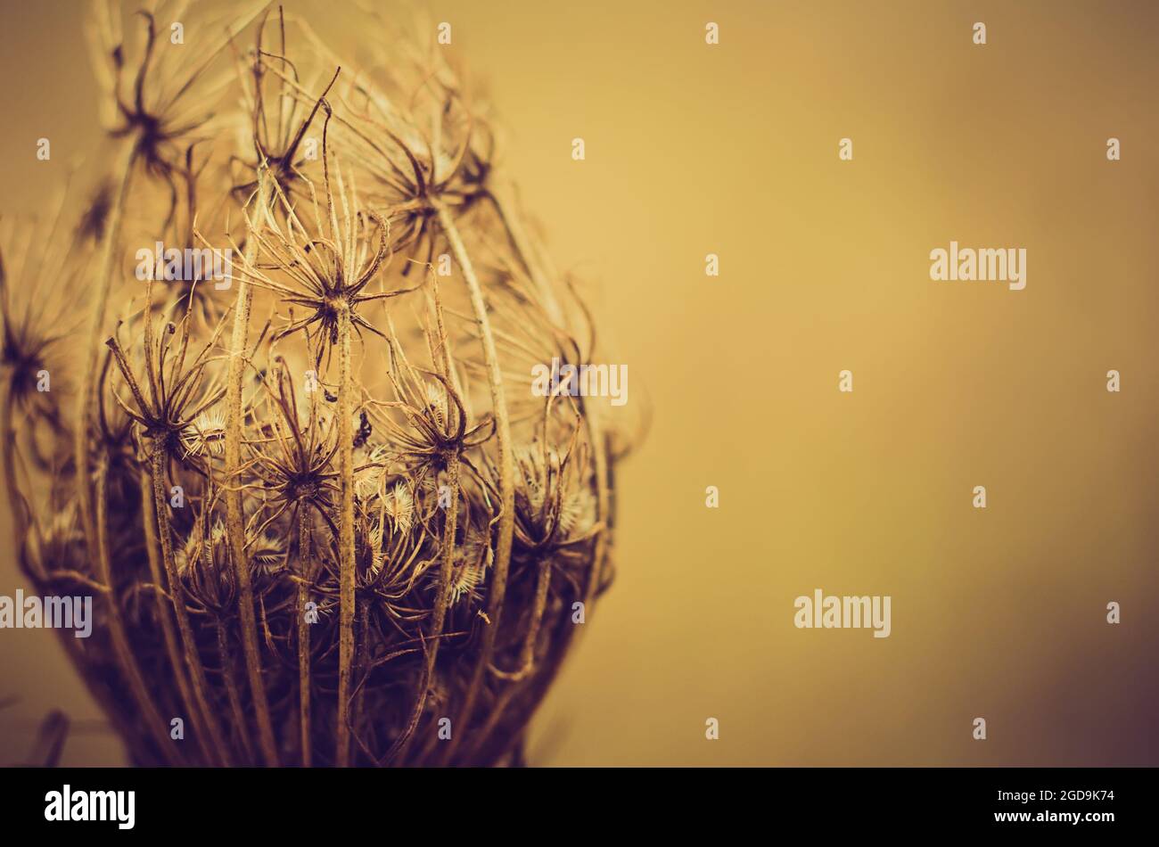 Dry plant field brown hi-res stock photography and images - Alamy