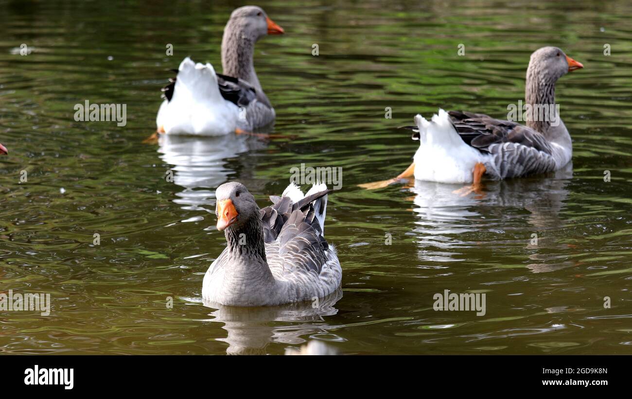 Closeup of gray geese swimming in the water Stock Photo - Alamy