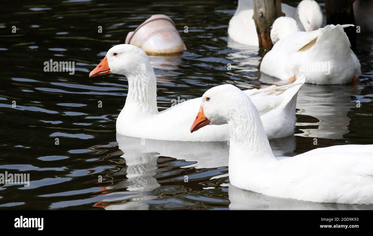 Closeup of white geese swimming in the water Stock Photo - Alamy