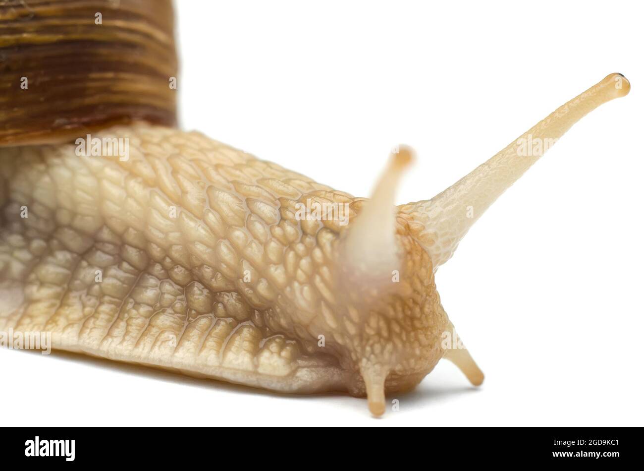 snail macro isolated on a white background Stock Photo - Alamy