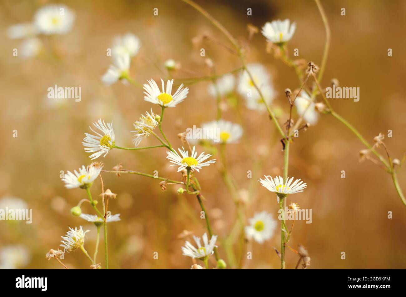 soft background from wildflowers in the field Stock Photo - Alamy