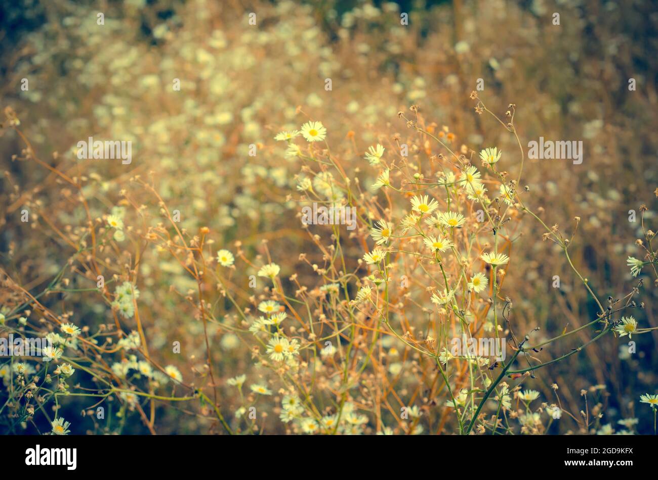 Soft field background hi-res stock photography and images - Alamy