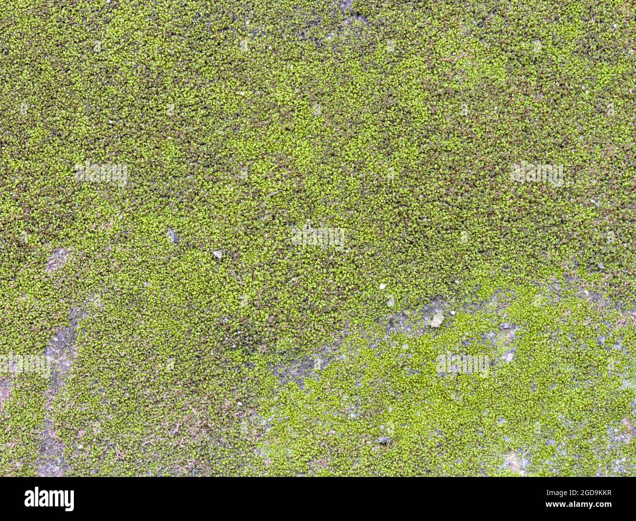 Concrete wall texture covered in moss Stock Photo - Alamy