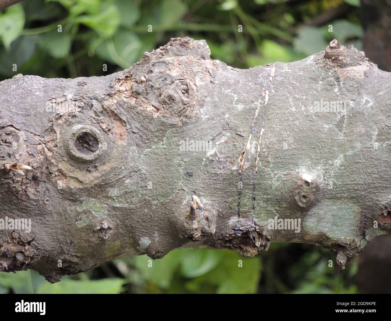 Dry jack tree leaves hi-res stock photography and images - Alamy