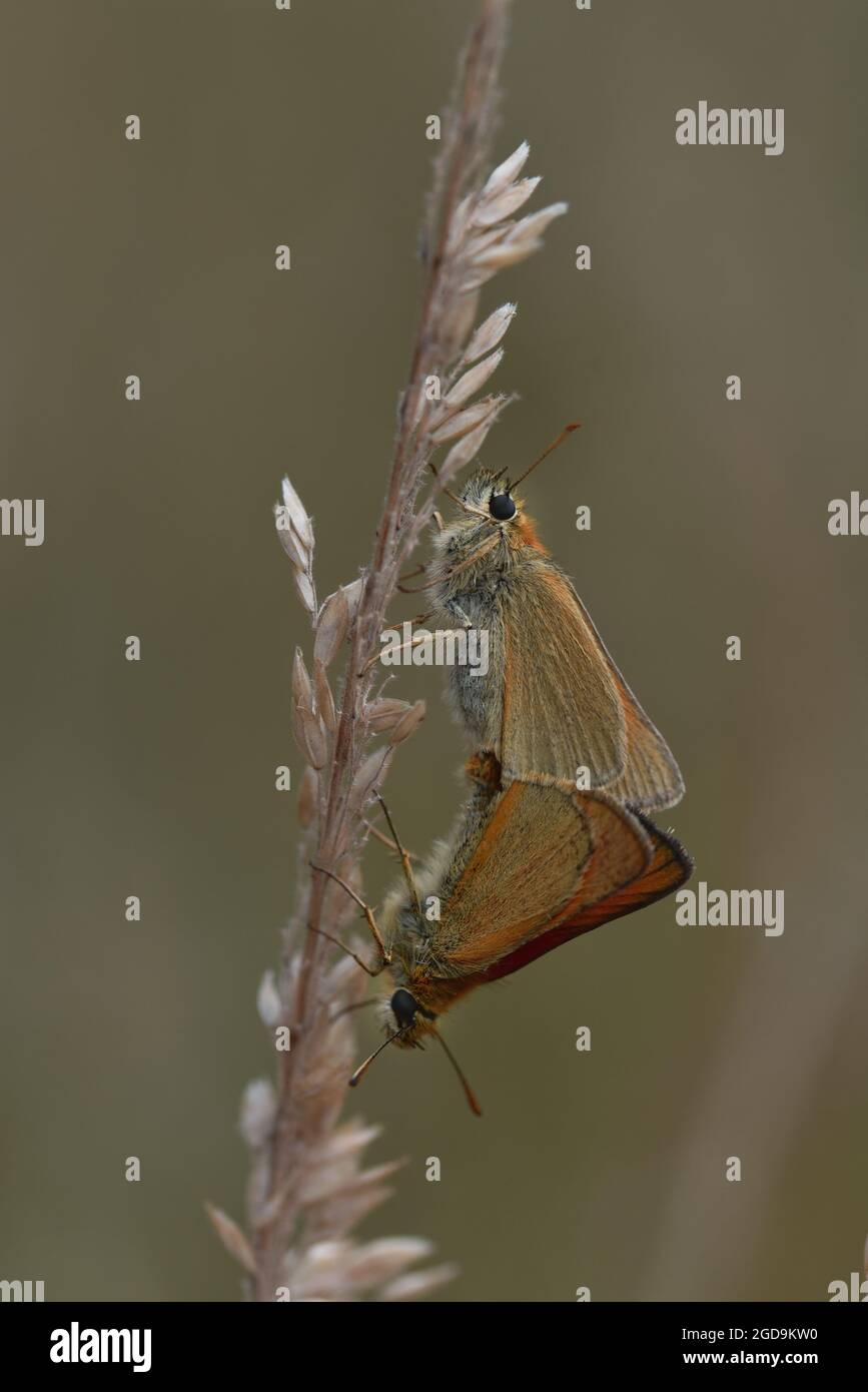 Mating process of two dingy swift butterflies on a plant Stock Photo ...