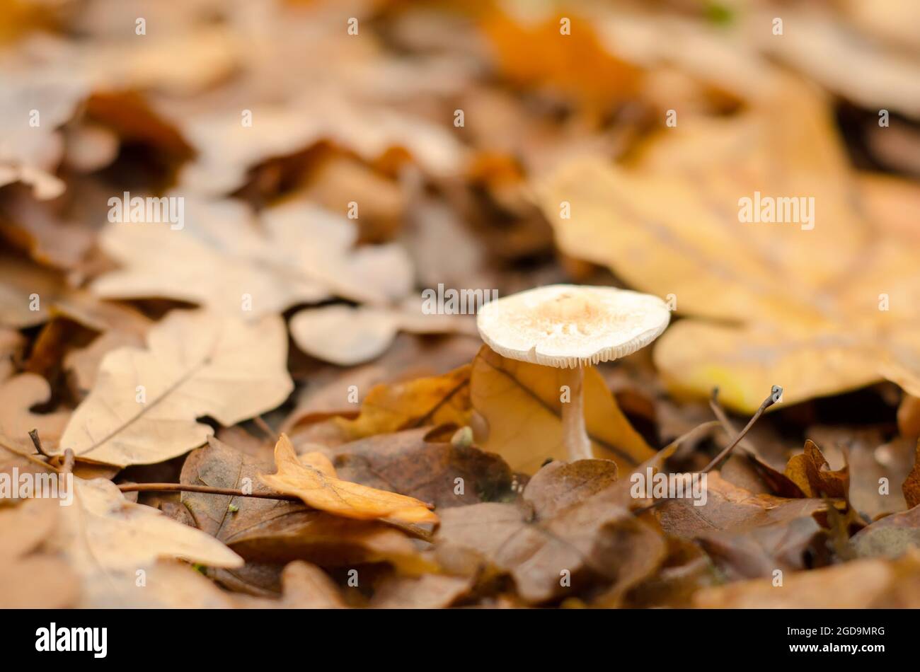 Closeup toadstool hi-res stock photography and images - Alamy