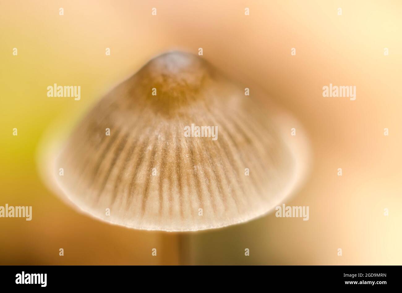 Toadstool closeup hi-res stock photography and images - Alamy
