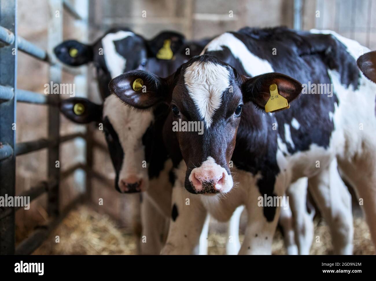 Curious and nervous group of calves in a pen Stock Photo - Alamy