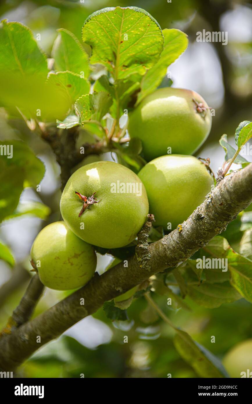 Apples on an Apple tree in a forest in the Basque Country, Spain Stock ...