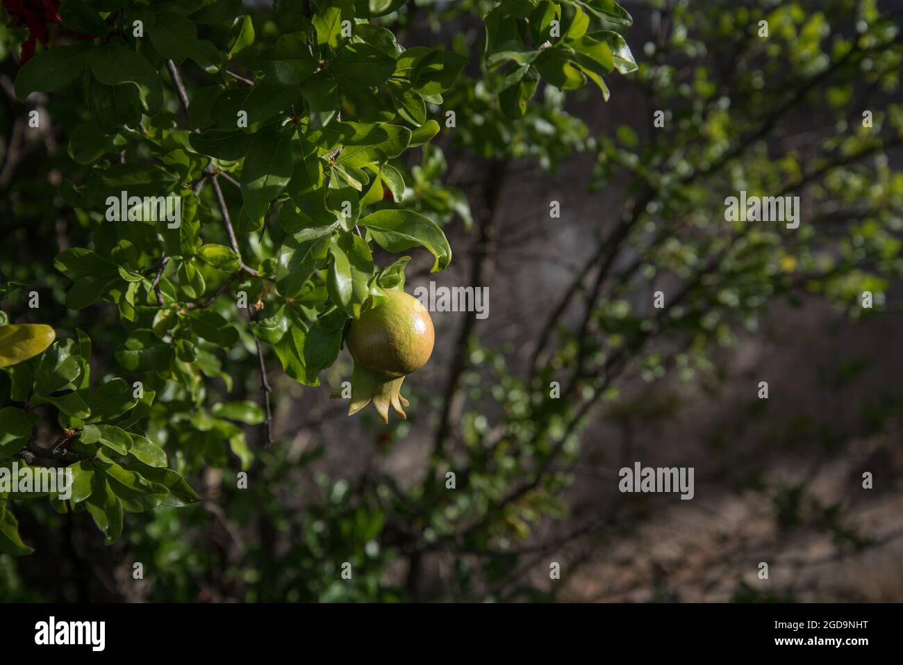 one pomegranate on a tree Stock Photo - Alamy