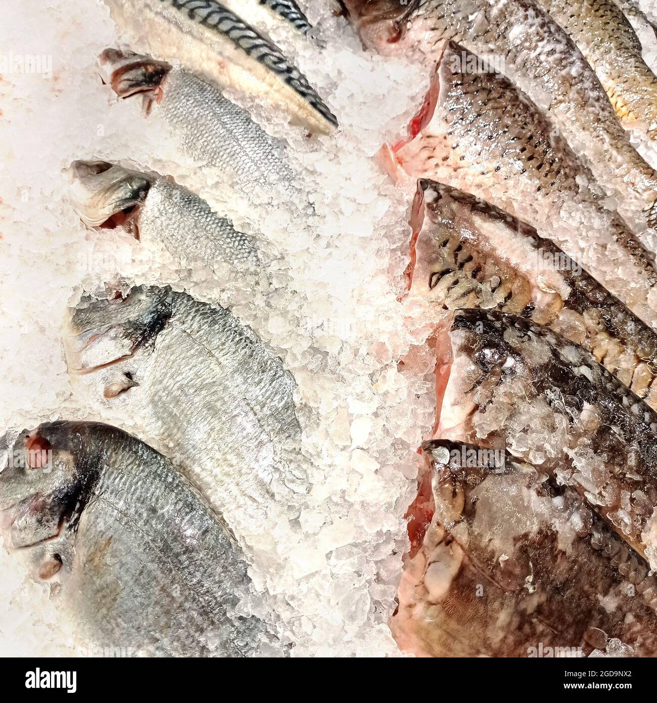 Fresh raw silver fish in pieces of ice close-up. Freshly caught fish ...