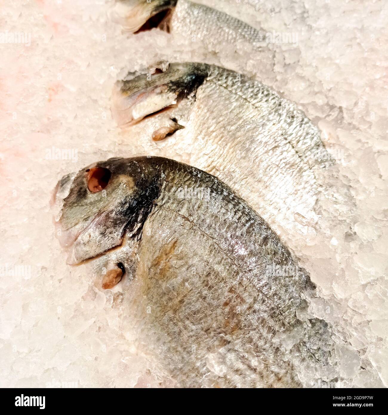 Fresh raw silver fish in pieces of ice close-up. Freshly caught fish ...