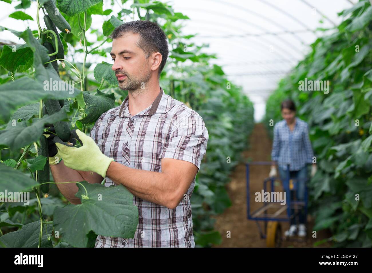 Pick cucumbers in greenhouse hi-res stock photography and images - Alamy