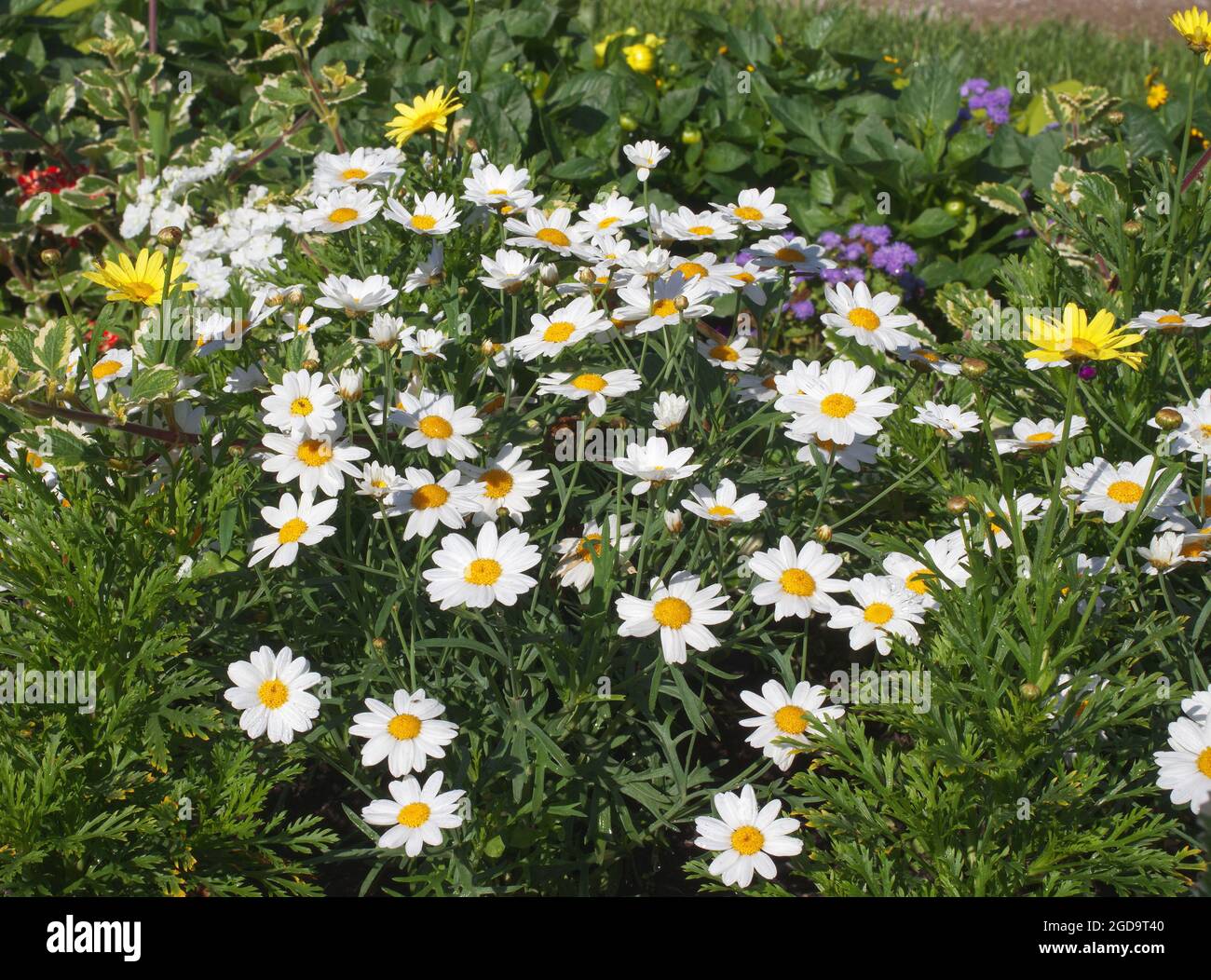 Argyranthemum frutescens, blooming plants in natural habitat. Also ...