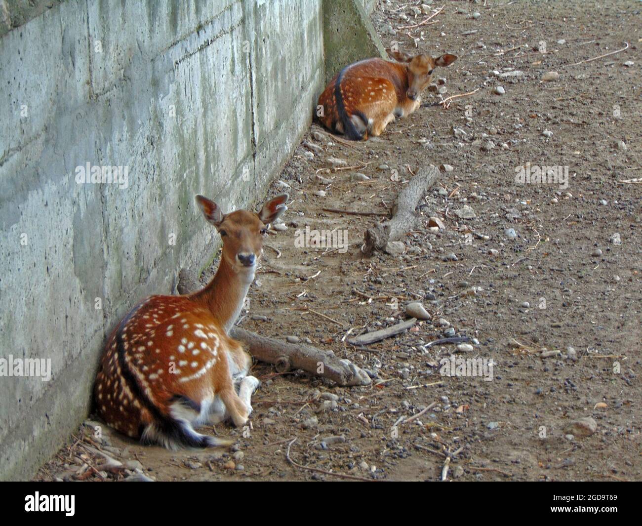 two deer at zoo in Romania Stock Photo - Alamy
