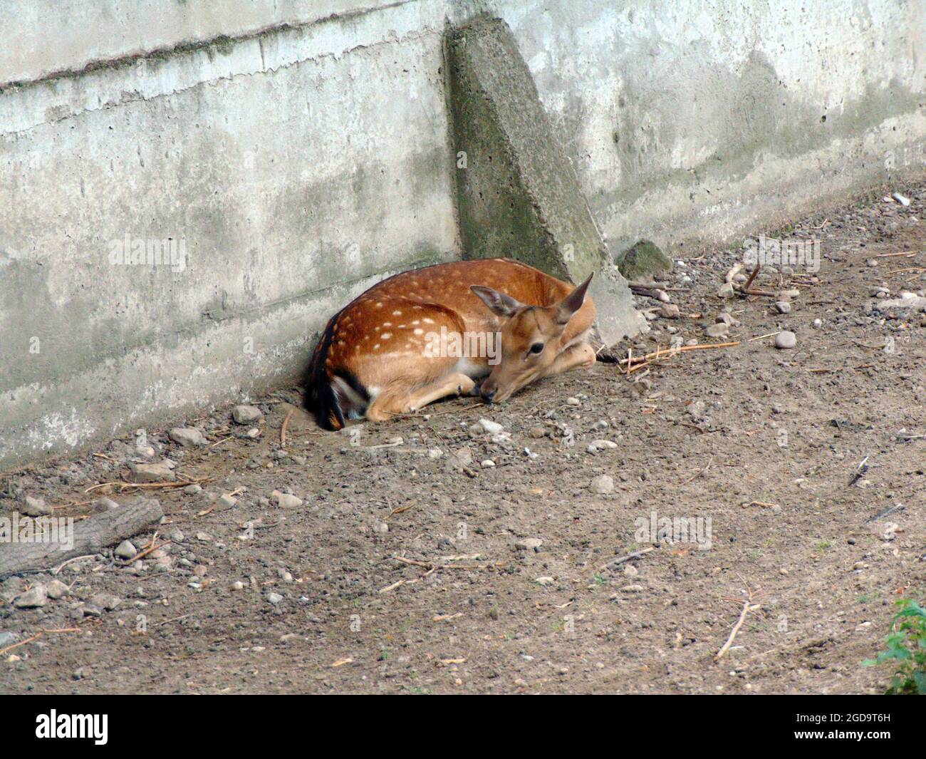 deer at zoo in Romania Stock Photo - Alamy